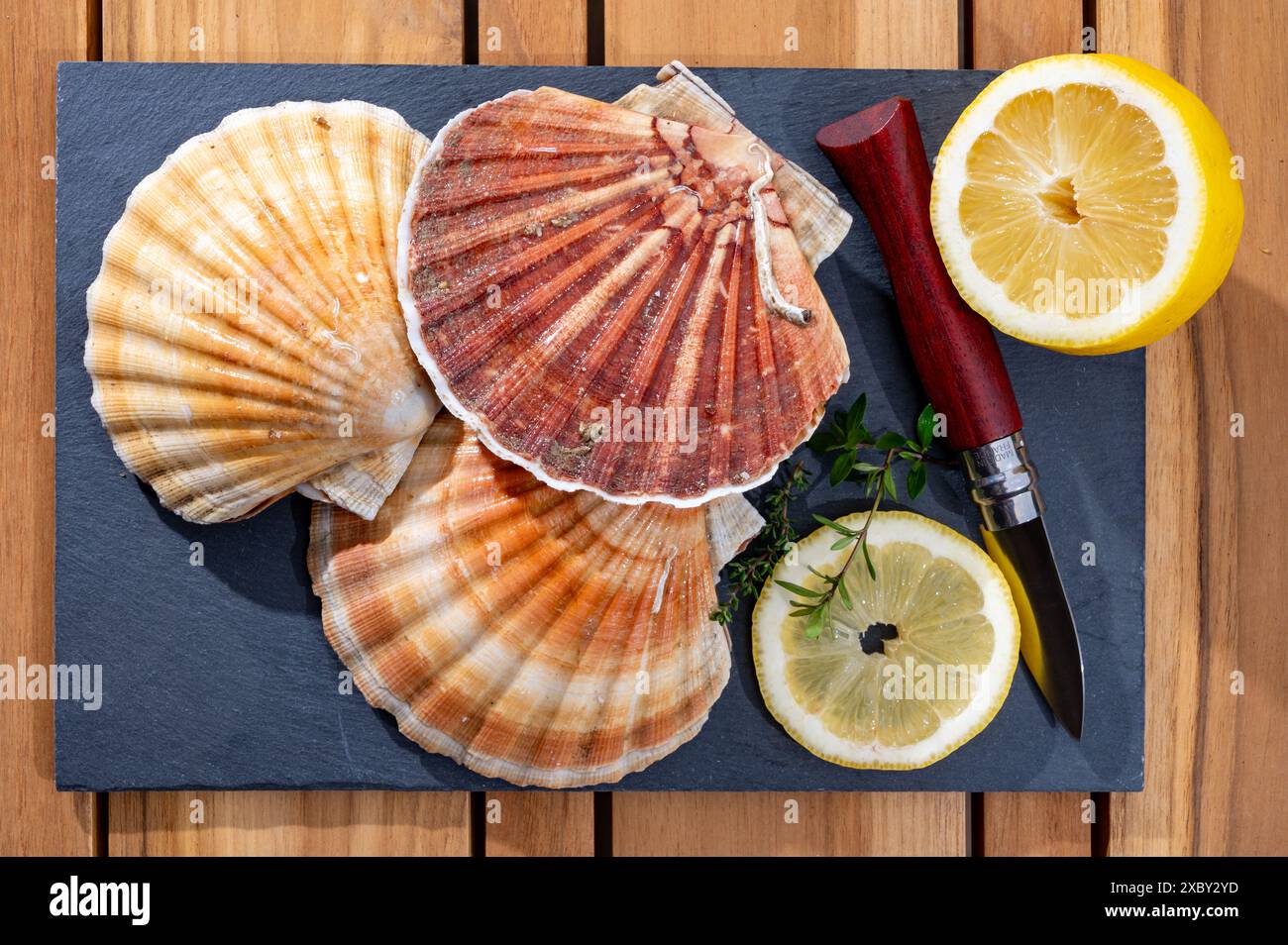 Atlantic bay scallops coquille St. James sea shells, catch of the day ...
