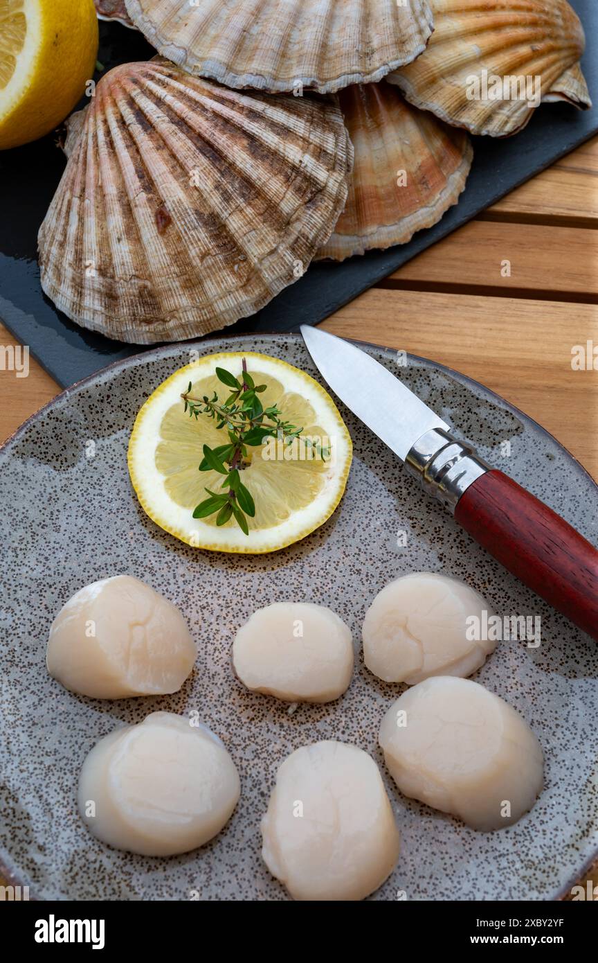 Atlantic bay scallops coquille St. James sea shells, in shells and ...