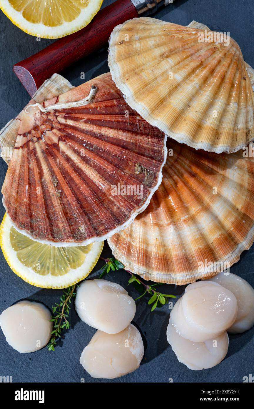 Atlantic bay scallops coquille St. James sea shells, in shells and ...