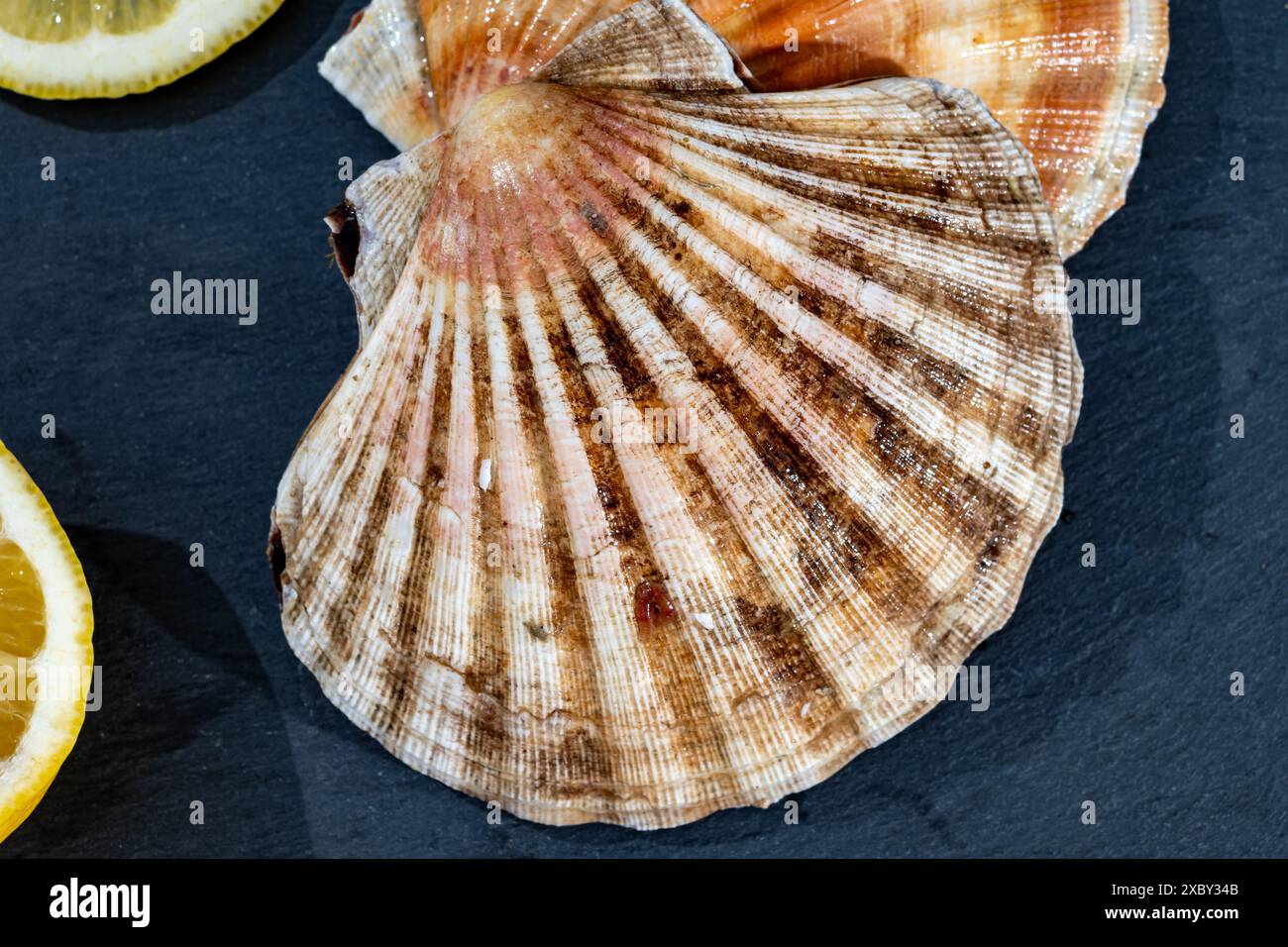 Atlantic bay scallops coquille St. James sea shells, catch of the day ...