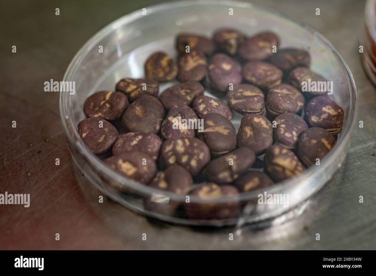 Samples in box of new legumes and vegetables seeds varieties in seed ...