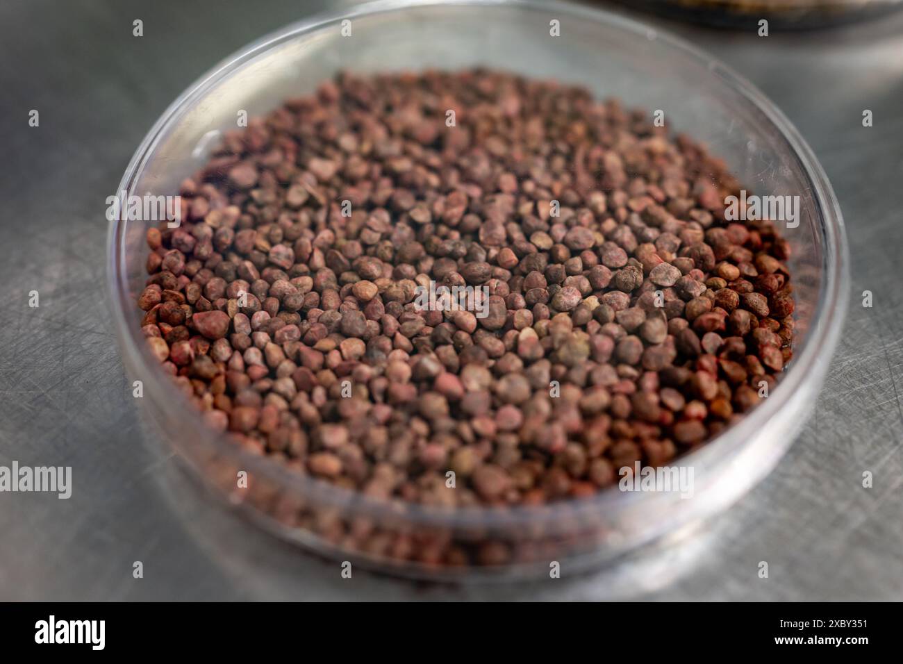 Samples in box of new legumes and vegetables seeds varieties in seed ...