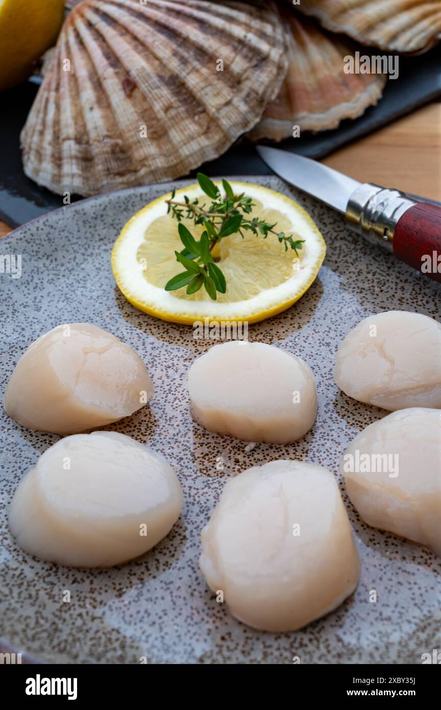 Atlantic bay scallops coquille St. James sea shells, in shells and ...