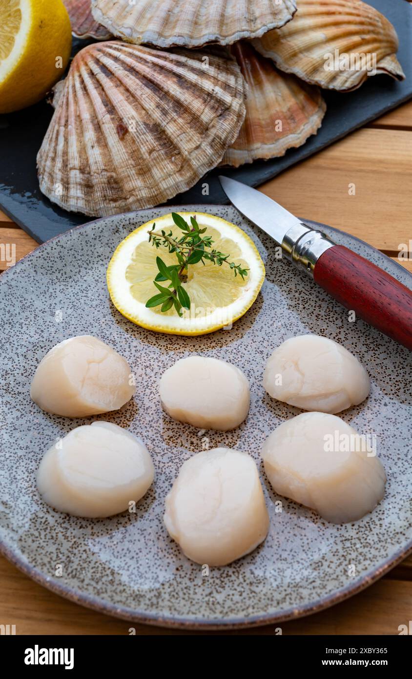 Atlantic bay scallops coquille St. James sea shells, in shells and ...