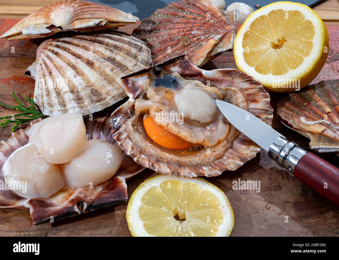 Atlantic bay scallops coquille St. James sea shells, in shells and ...
