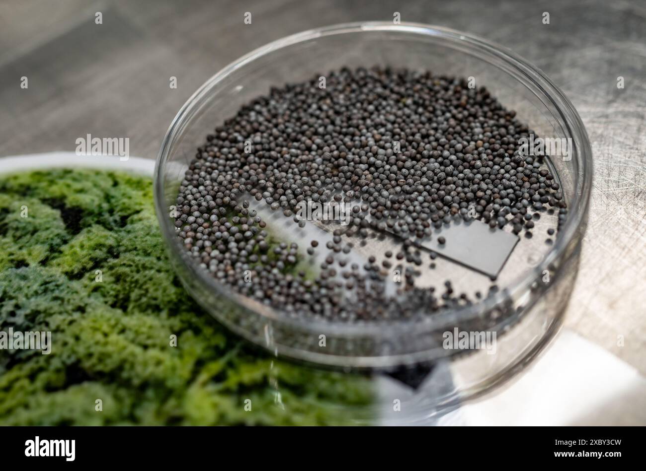 Samples in box of new legumes and vegetables seeds varieties in seed ...