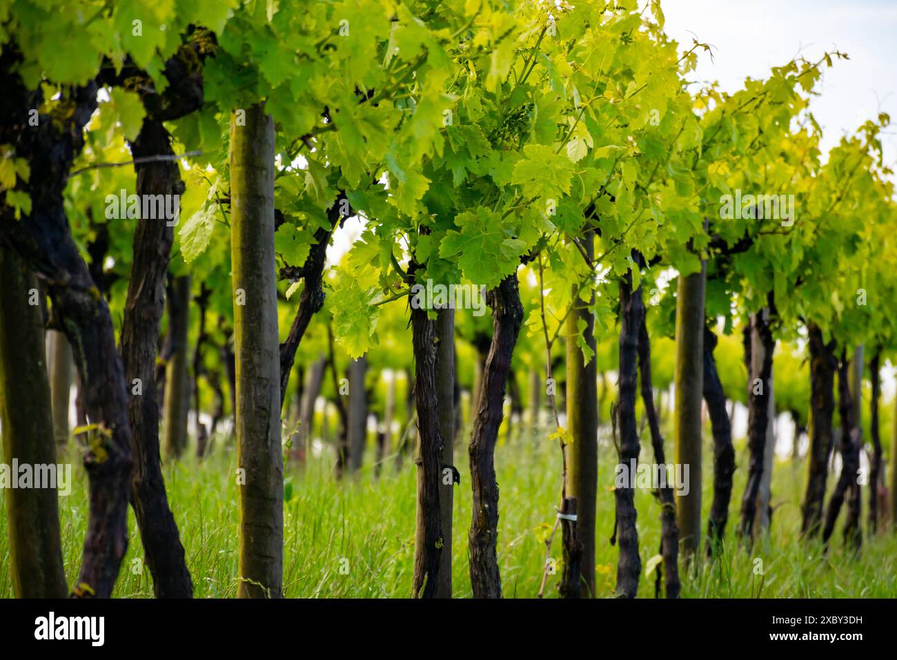 Summer on vineyards of Cognac white wine region, Charente, white ugni ...