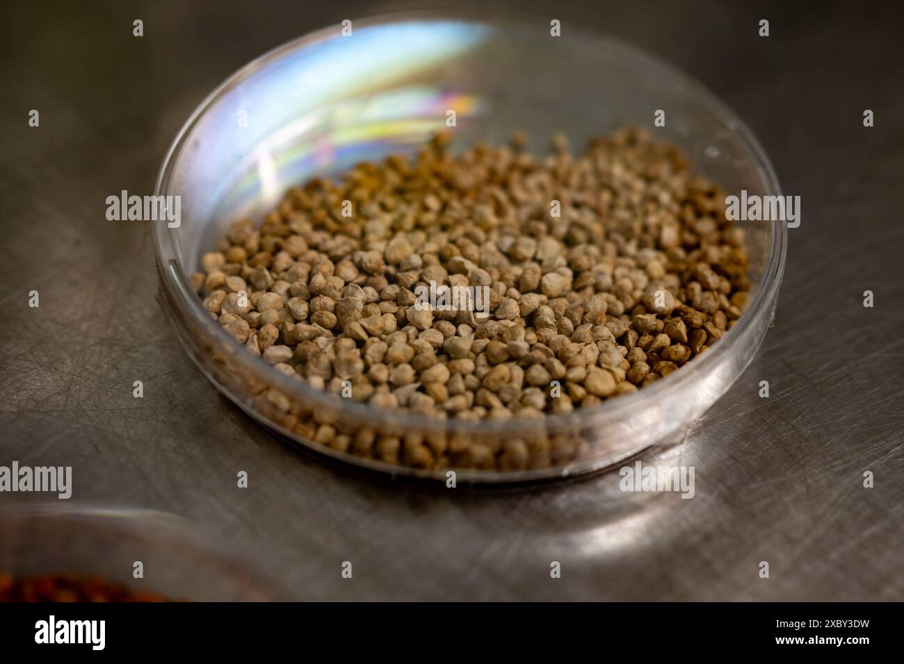 Samples in box of new legumes and vegetables seeds varieties in seed ...