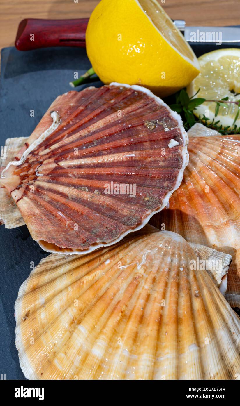 Atlantic bay scallops coquille St. James sea shells, catch of the day ...