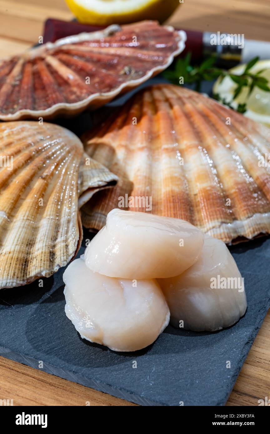 Atlantic bay scallops coquille St. James sea shells, in shells and ...