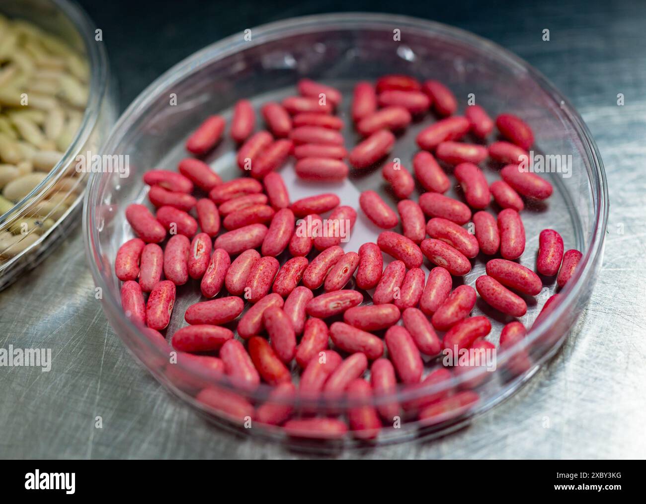 Samples in box of new legumes and vegetables seeds varieties in seed ...