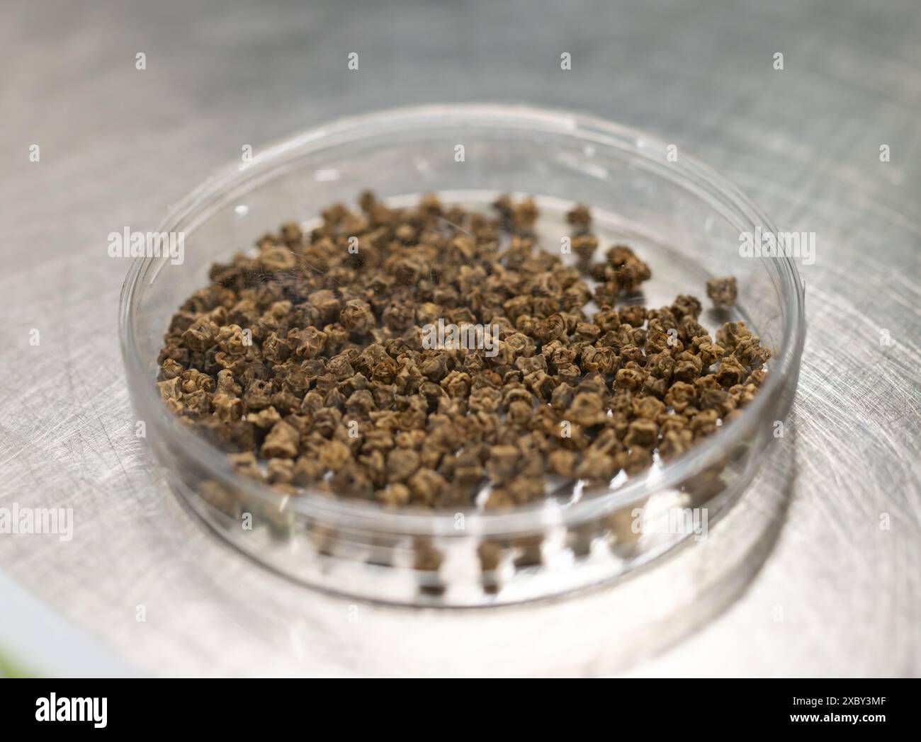 Samples in box of new legumes and vegetables seeds varieties in seed ...