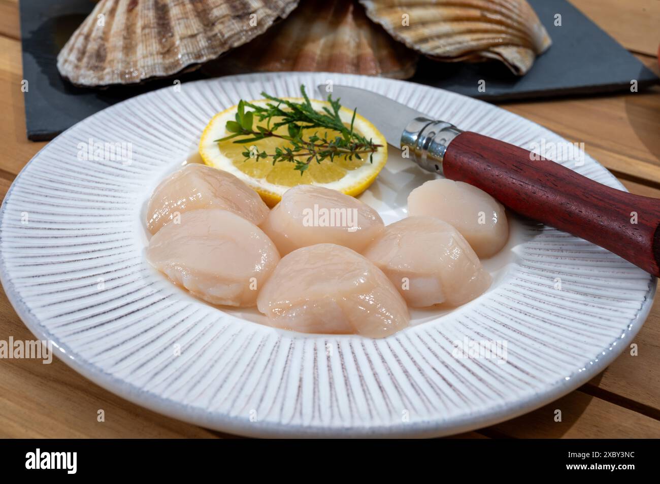 Atlantic bay scallops coquille St. James sea shells, in shells and ...