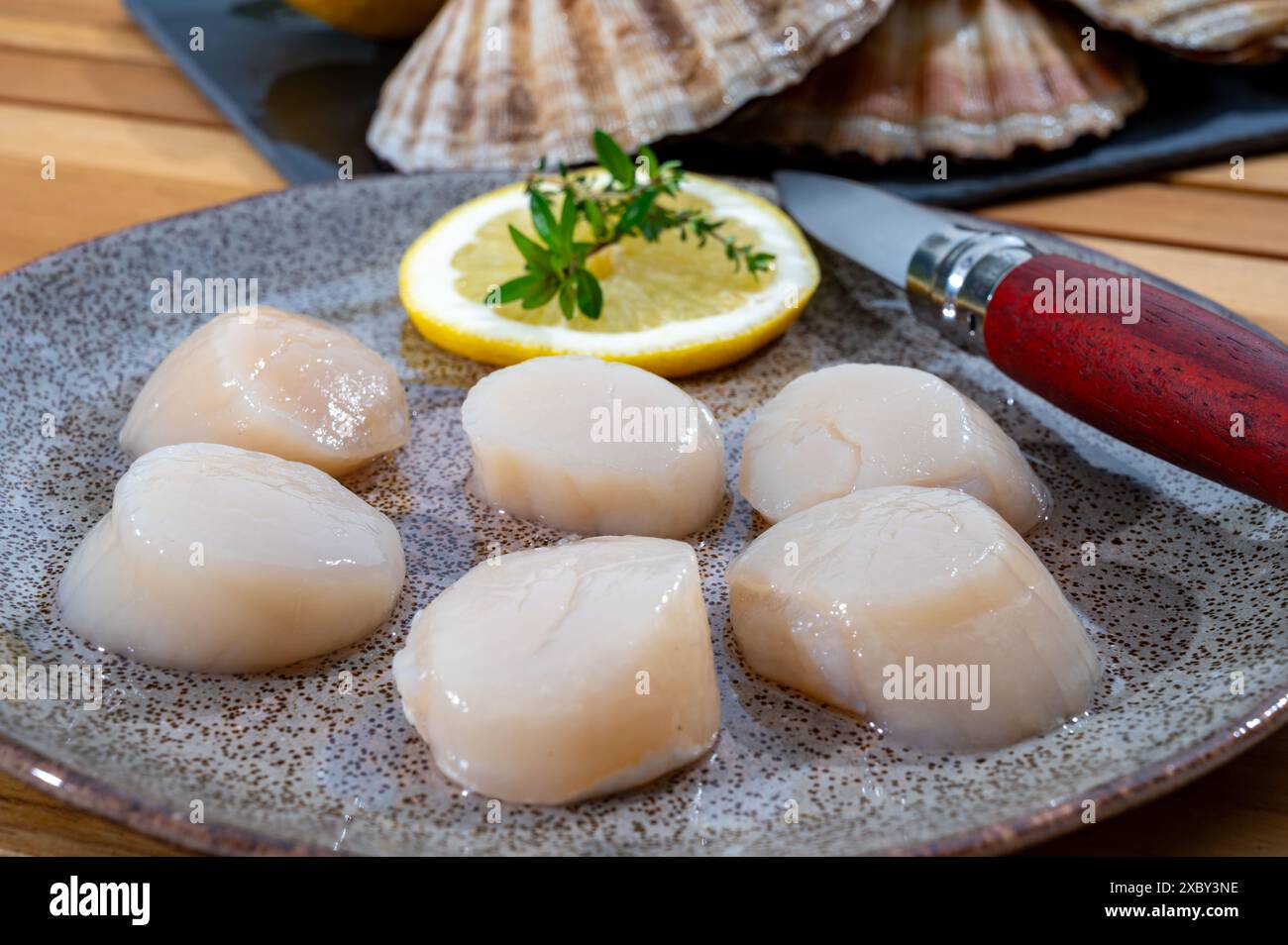 Atlantic bay scallops coquille St. James sea shells, in shells and ...