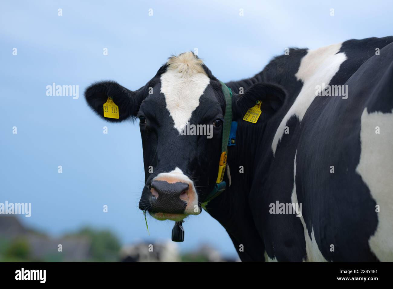 Holstein Cow herd. Cow herd grazing at farm. Dairy cow herd in meadow ...
