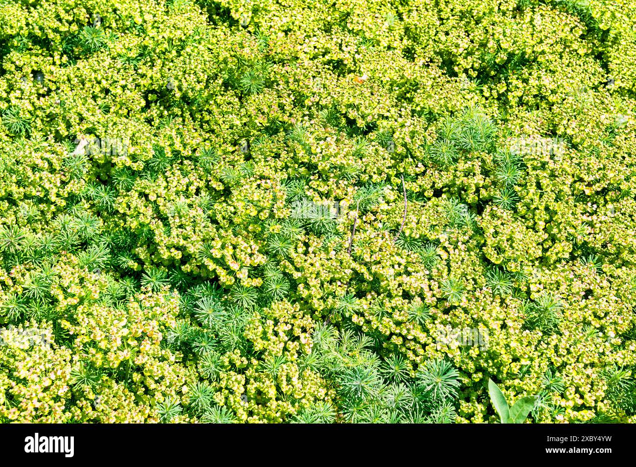Garden Greenery - backgrounds Stock Photo - Alamy
