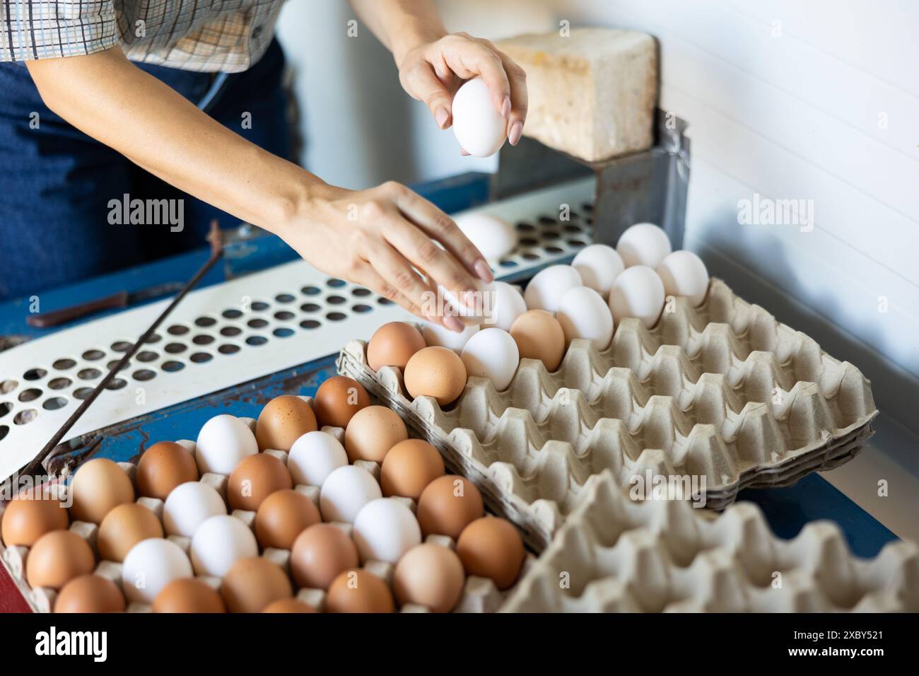 Poultry egg collection system in chicken farm Stock Photo - Alamy