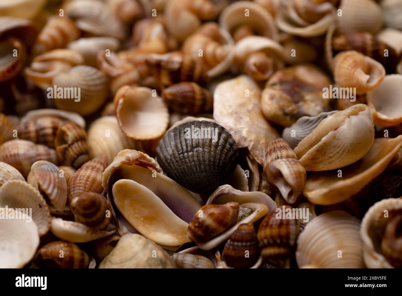 Mollusk shells. Seashell background. Ocean shells. Seashells background ...