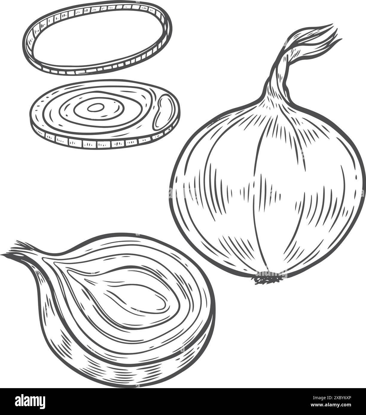 Vintage drawing botanical vegetable Black and White Stock Photos ...