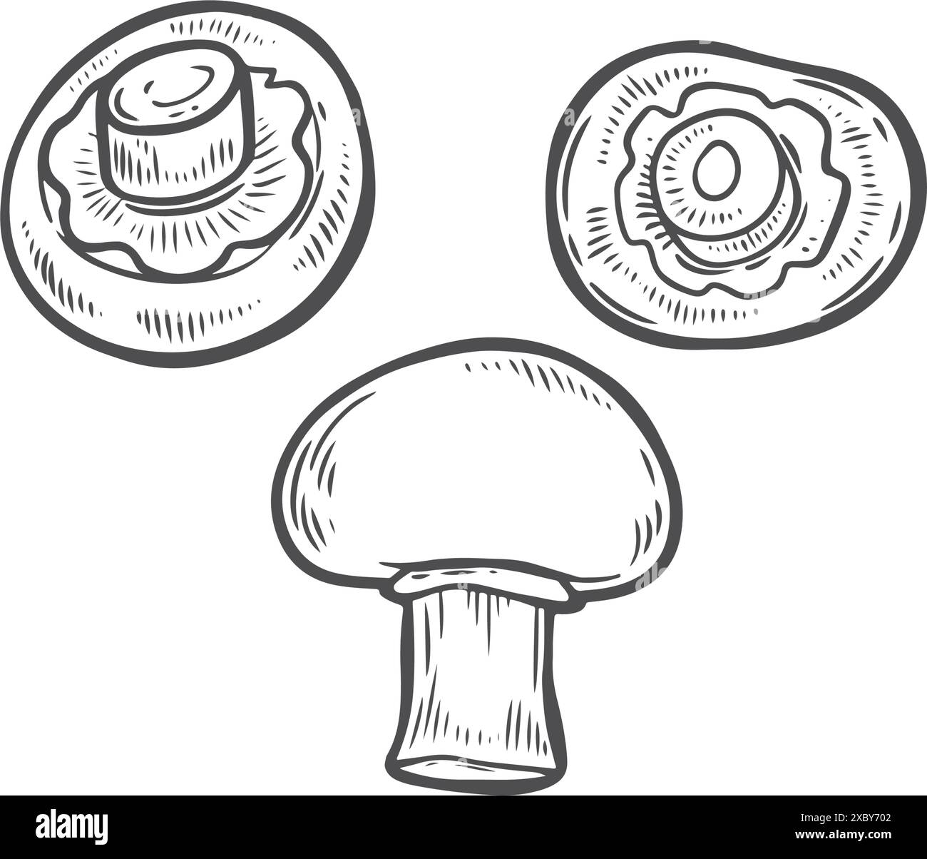 Champignon mushrooms line drawing vector isolated on white background ...