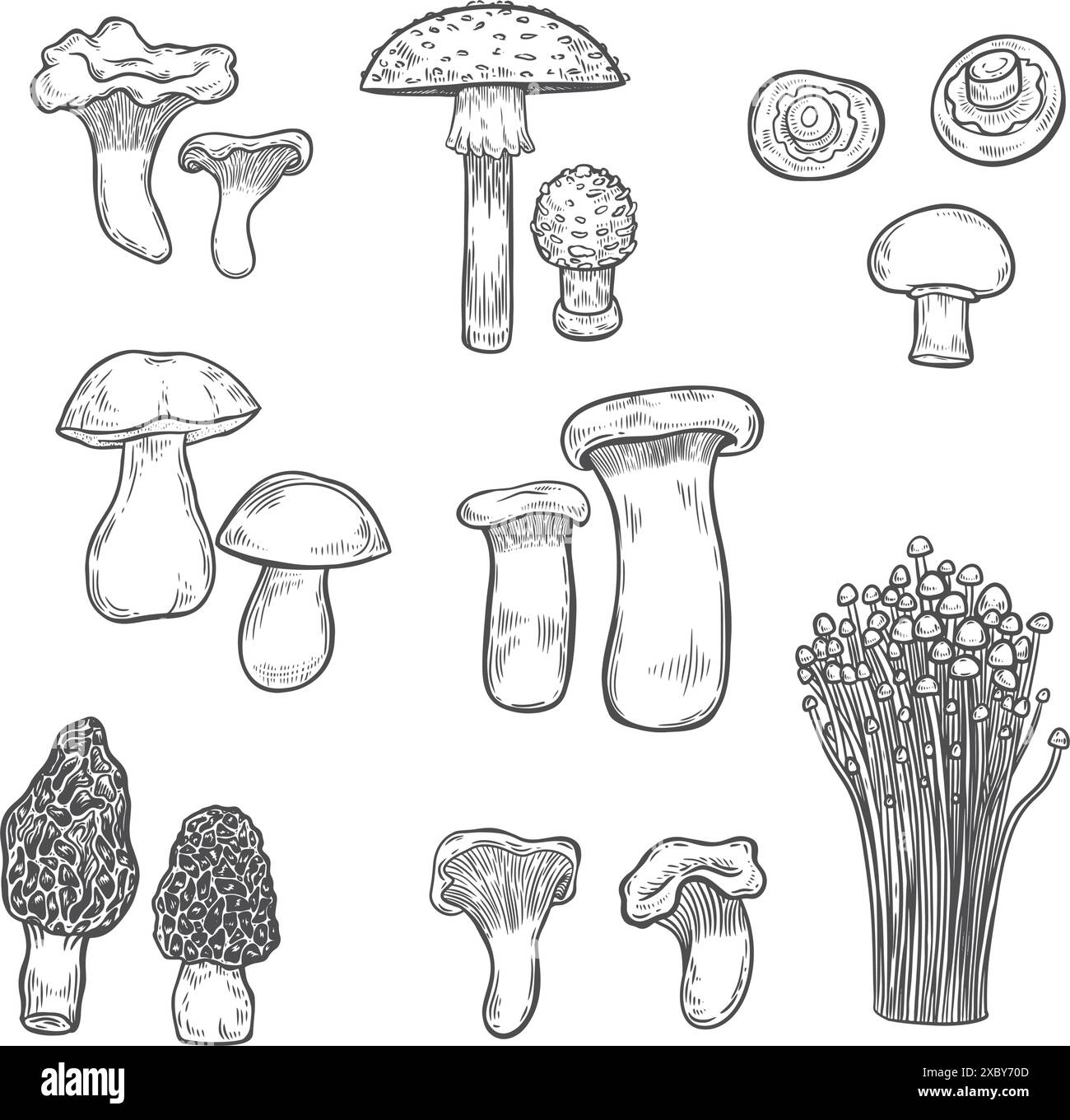Mushroom line drawing set isolated on white background Stock Vector ...