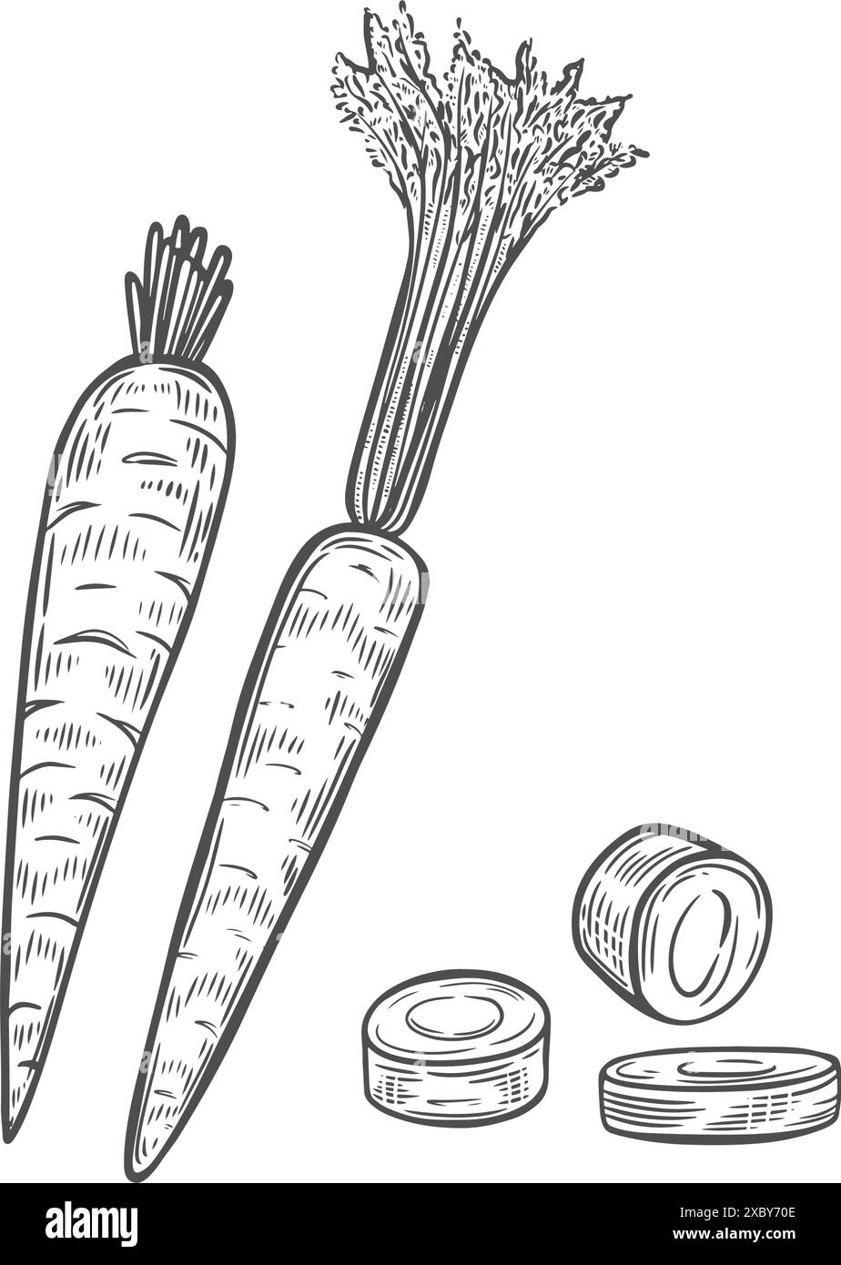 . Line drawing carrot vector illustration collection Stock Vector Image ...