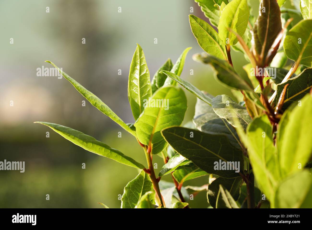 Bay leaf plant growing outdoors in sunlight Stock Photo - Alamy