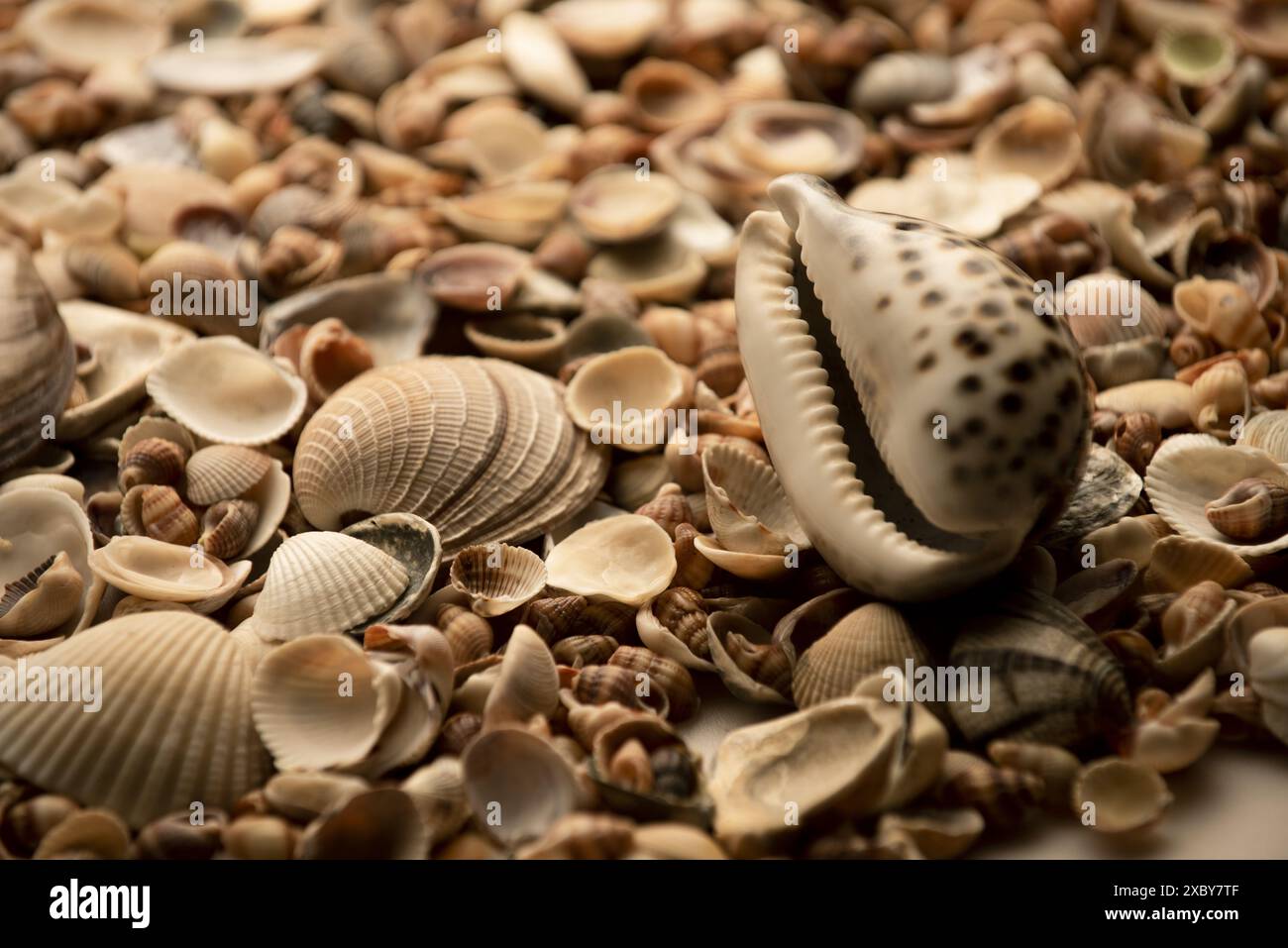 Sea shells pattern for design. Seashells for summer advertising. Marine ...