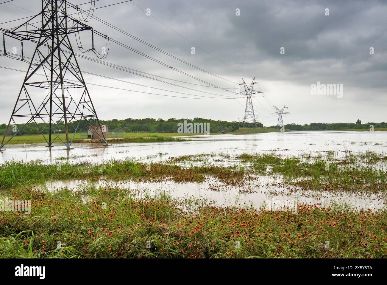 A soggy field in Texas Hill Country blooms under a stormy sunset ...