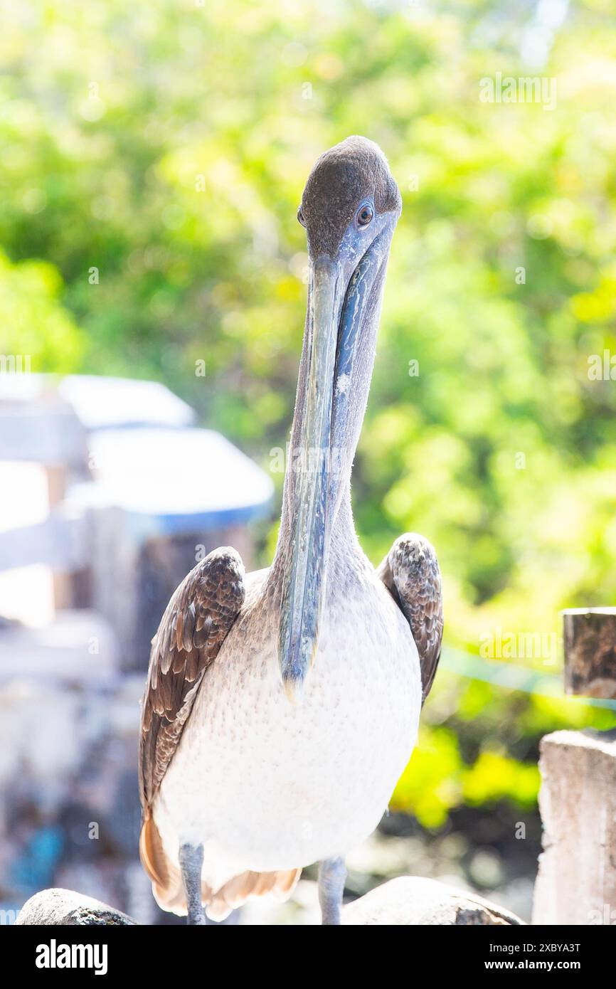 Scenes from around Ecuador and the Galapagos Islands Stock Photo - Alamy