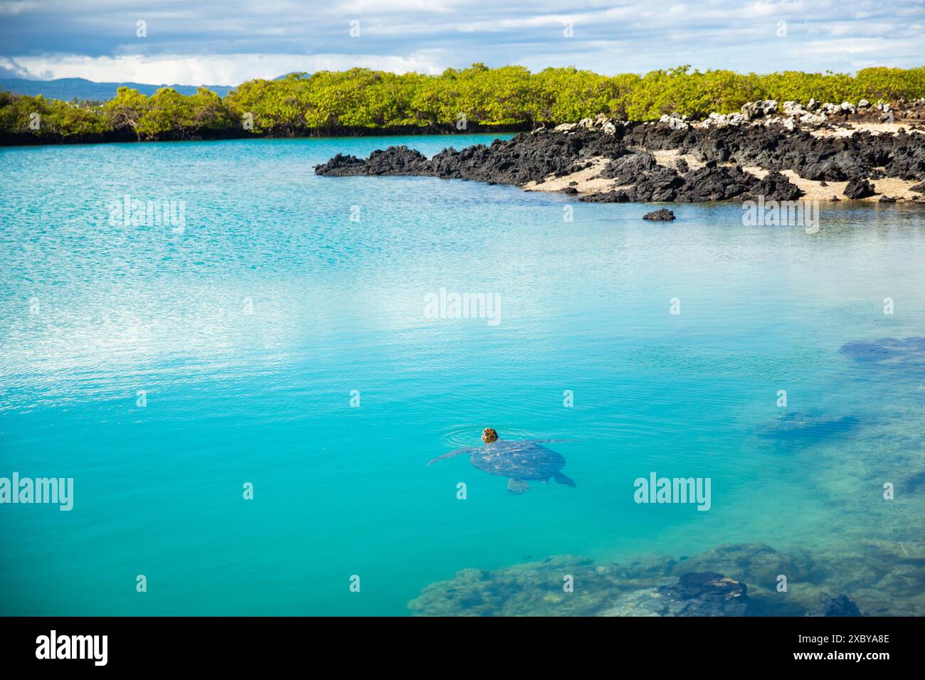 A giant pacific sea turtle swims off the coast of Isabela Island in the ...