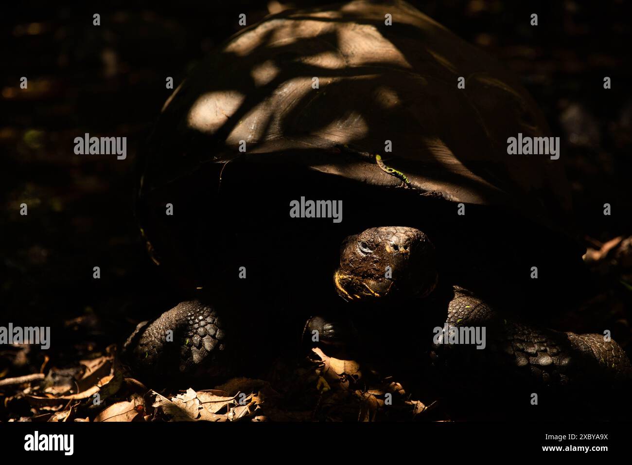 A Galapagos giant tortoise in the shade in the Galapagos Islands ...