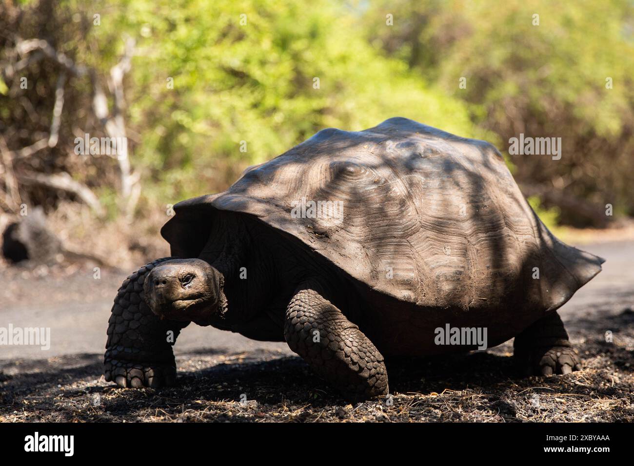 A Galapagos giant tortoise in the Galapagos Islands, Ecuador Stock ...