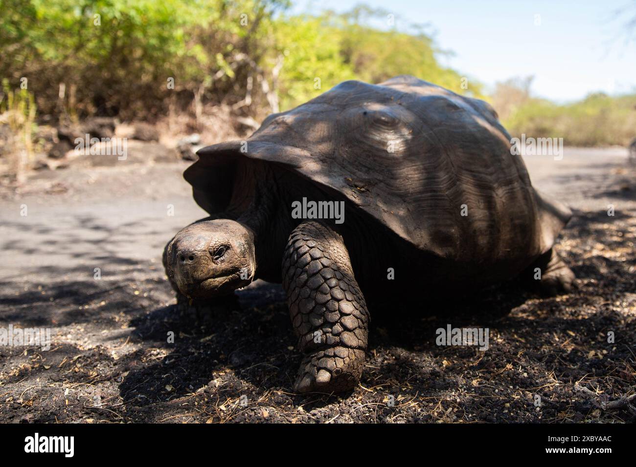 A Galapagos giant tortoise in the Galapagos Islands, Ecuador Stock ...