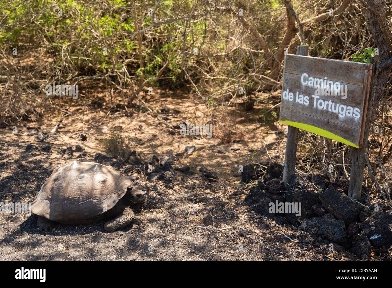 A Galapagos giant tortoise in the Galapagos Islands, Ecuador Stock ...