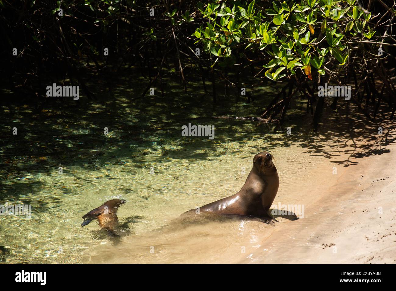Sea lions relax on a beach on Isla Isabela one of the Galapagos Islands ...