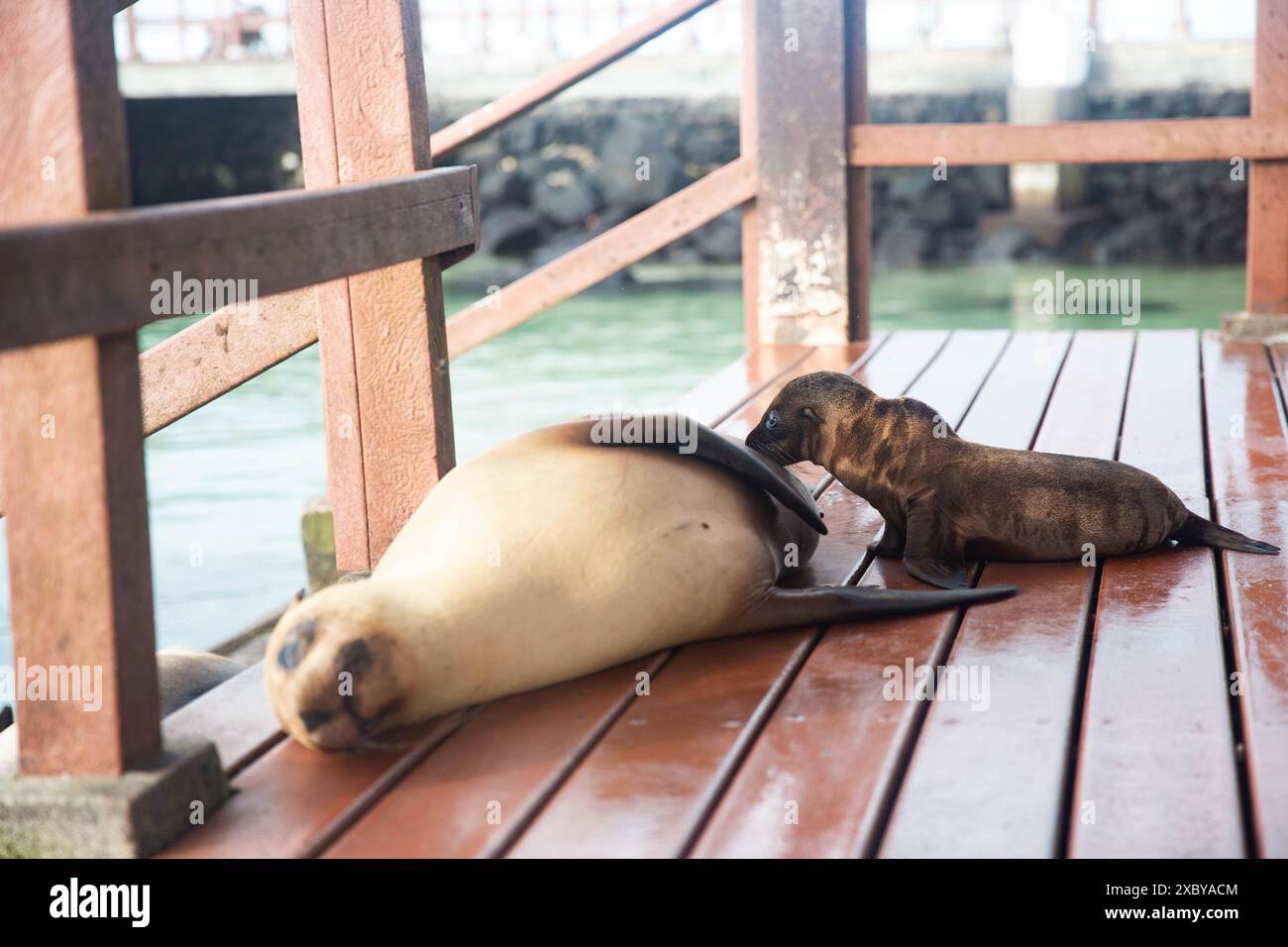 Sea lions relax on a beach on Isla Isabela one of the Galapagos Islands ...