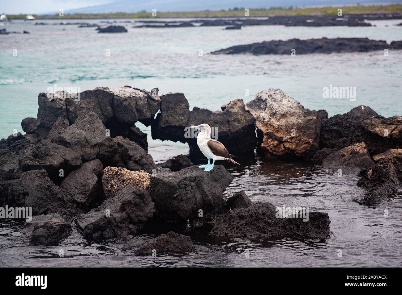 Blue Footed Boobies engaged in a mating ritual or dance on a bunch of ...