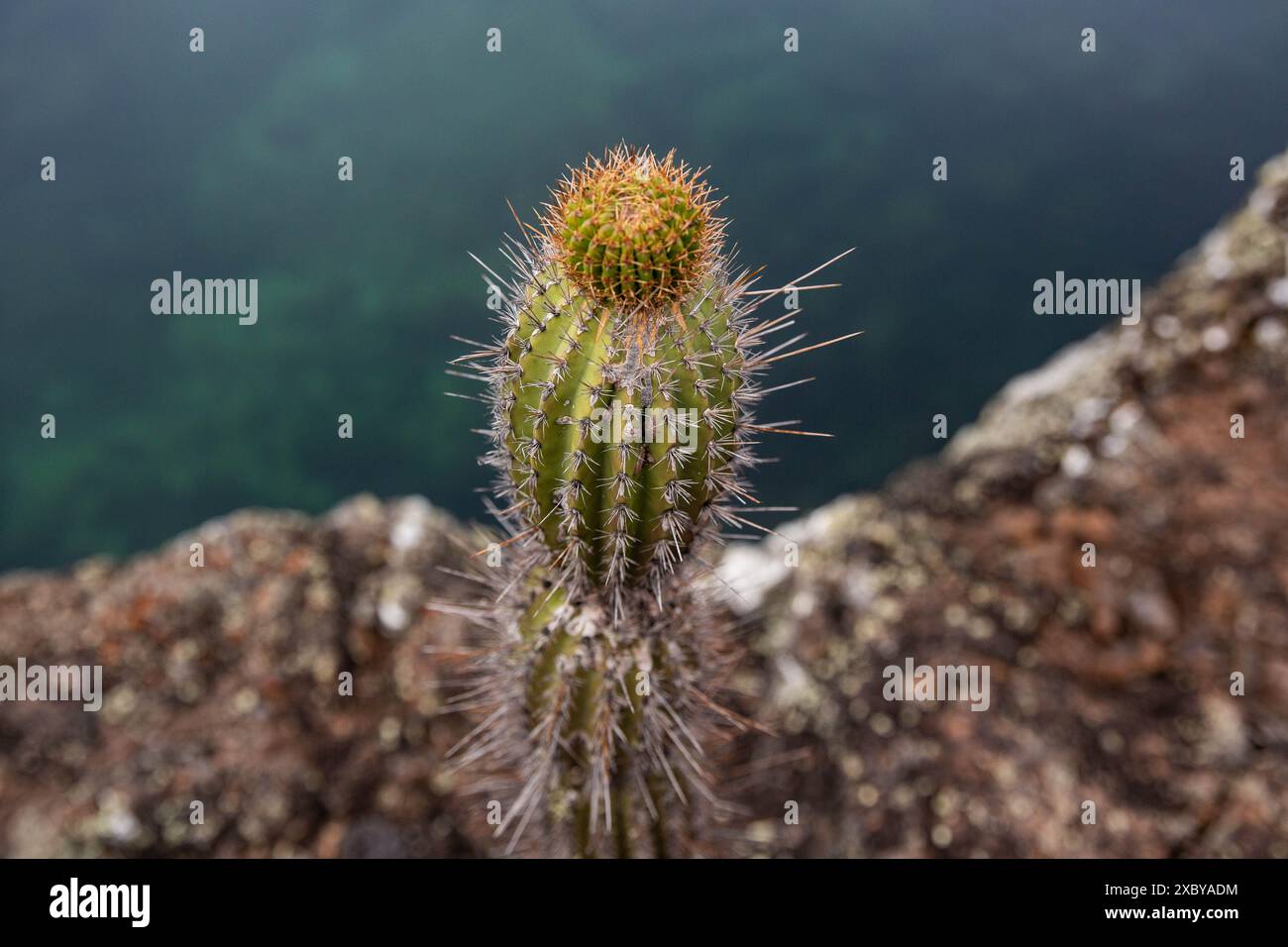 A wild torch cactus with large spines in the Galapagos Islands Stock ...