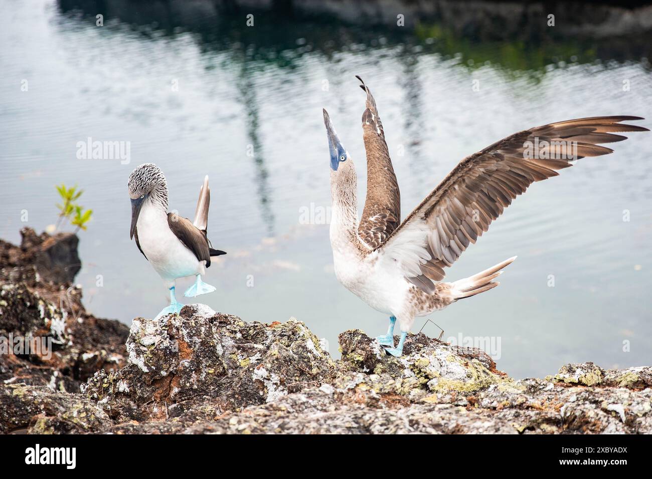 Blue Footed Boobies engaged in a mating ritual or dance on a bunch of ...