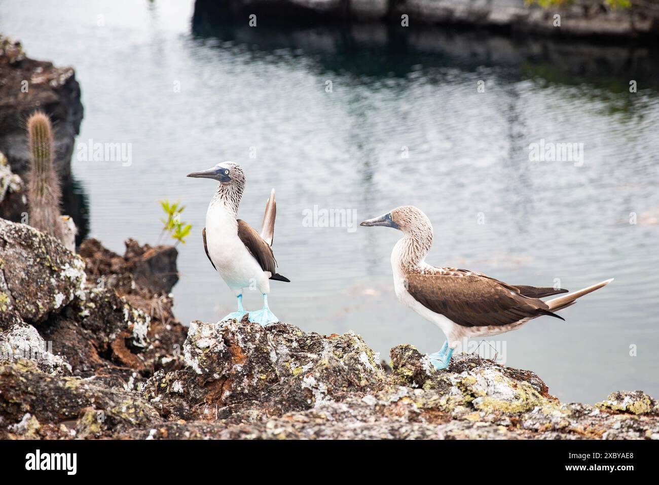 Blue Footed Boobies engaged in a mating ritual or dance on a bunch of ...