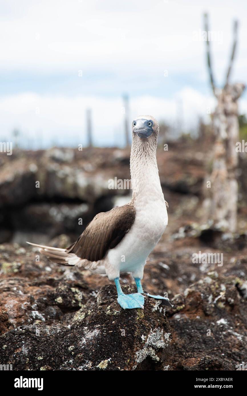 Blue Footed Boobies engaged in a mating ritual or dance on a bunch of ...