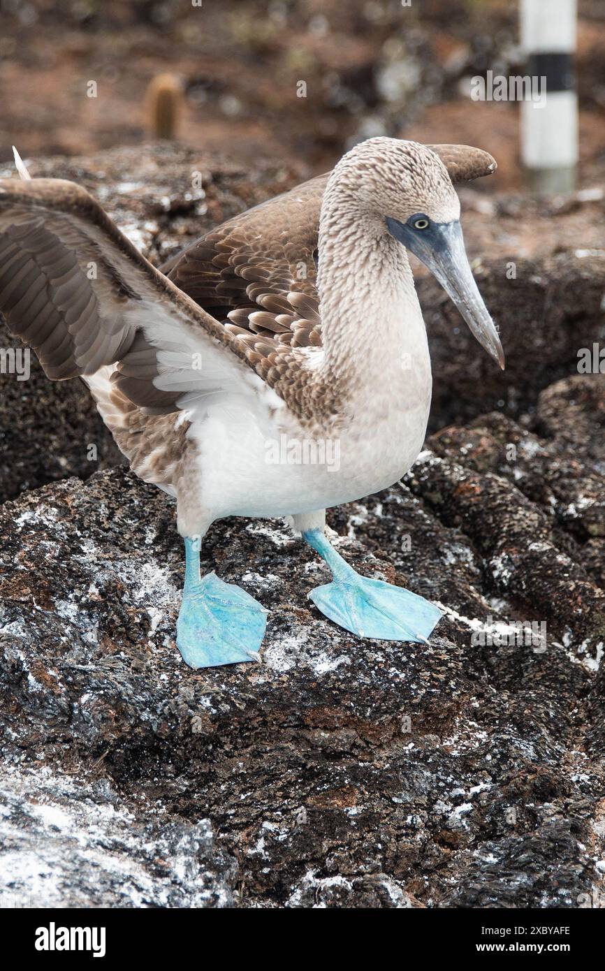 Blue Footed Boobies engaged in a mating ritual or dance on a bunch of ...