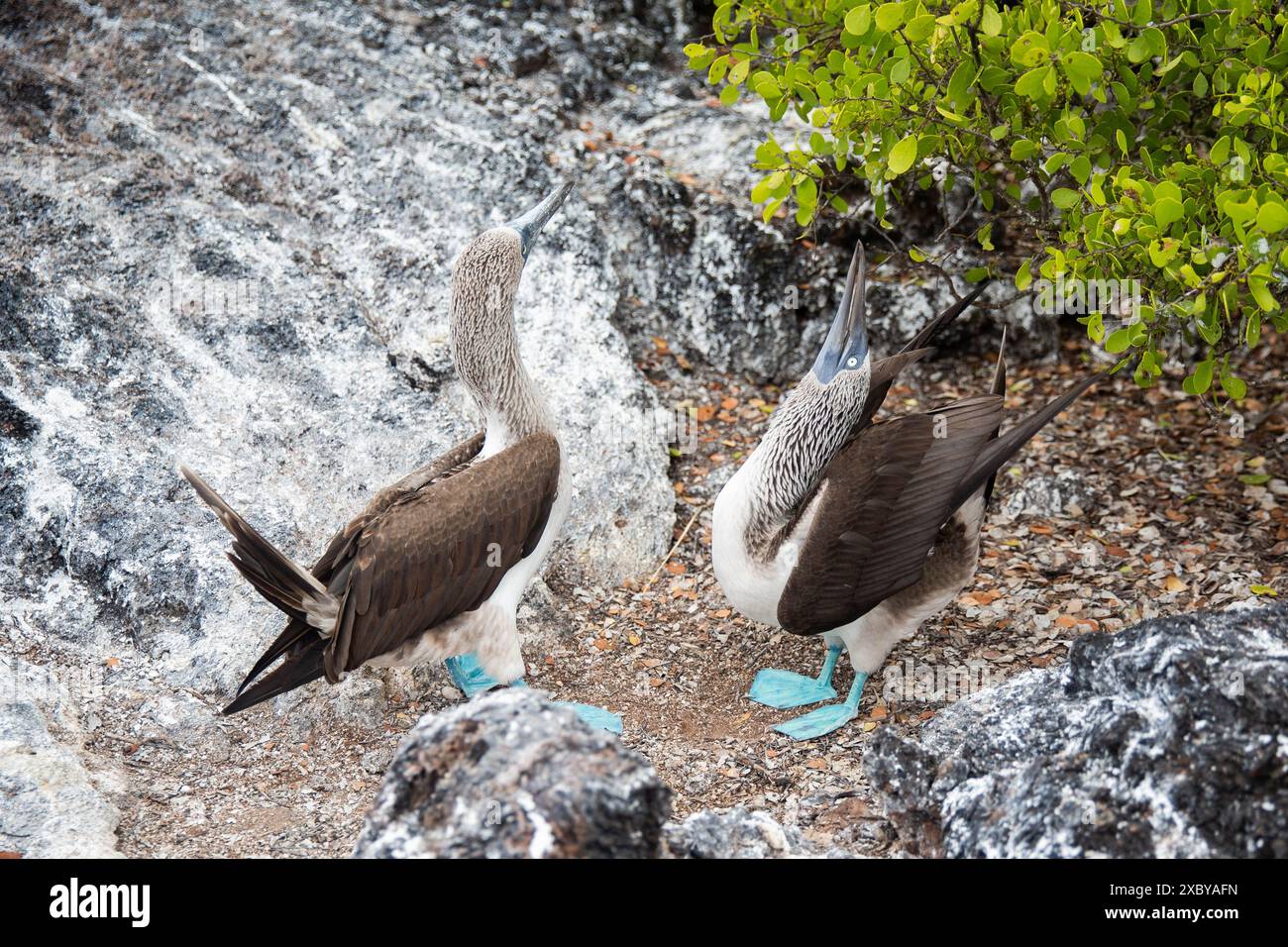 Blue Footed Boobies engaged in a mating ritual or dance on a bunch of ...