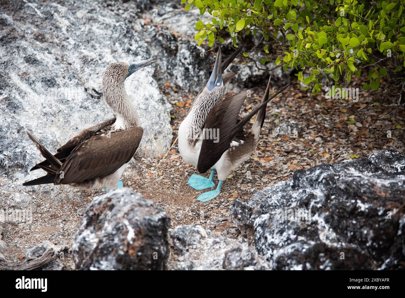 Blue Footed Boobies engaged in a mating ritual or dance on a bunch of ...