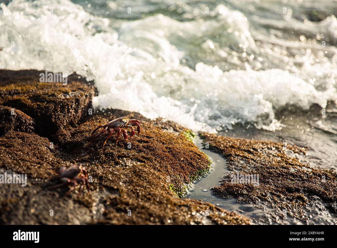 Sally Lightfoot Crabs in tidal pools in the Galapagos Islands Stock ...