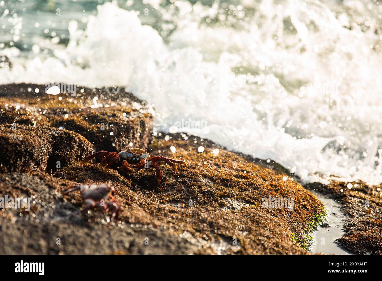 Sally Lightfoot Crabs in tidal pools in the Galapagos Islands Stock ...
