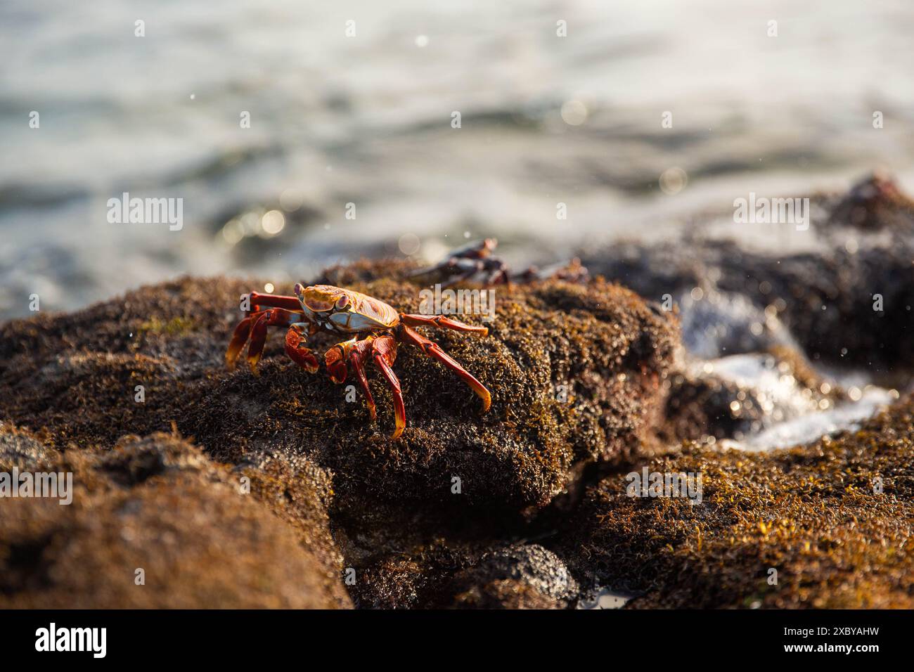 Sally Lightfoot Crabs in tidal pools in the Galapagos Islands Stock ...