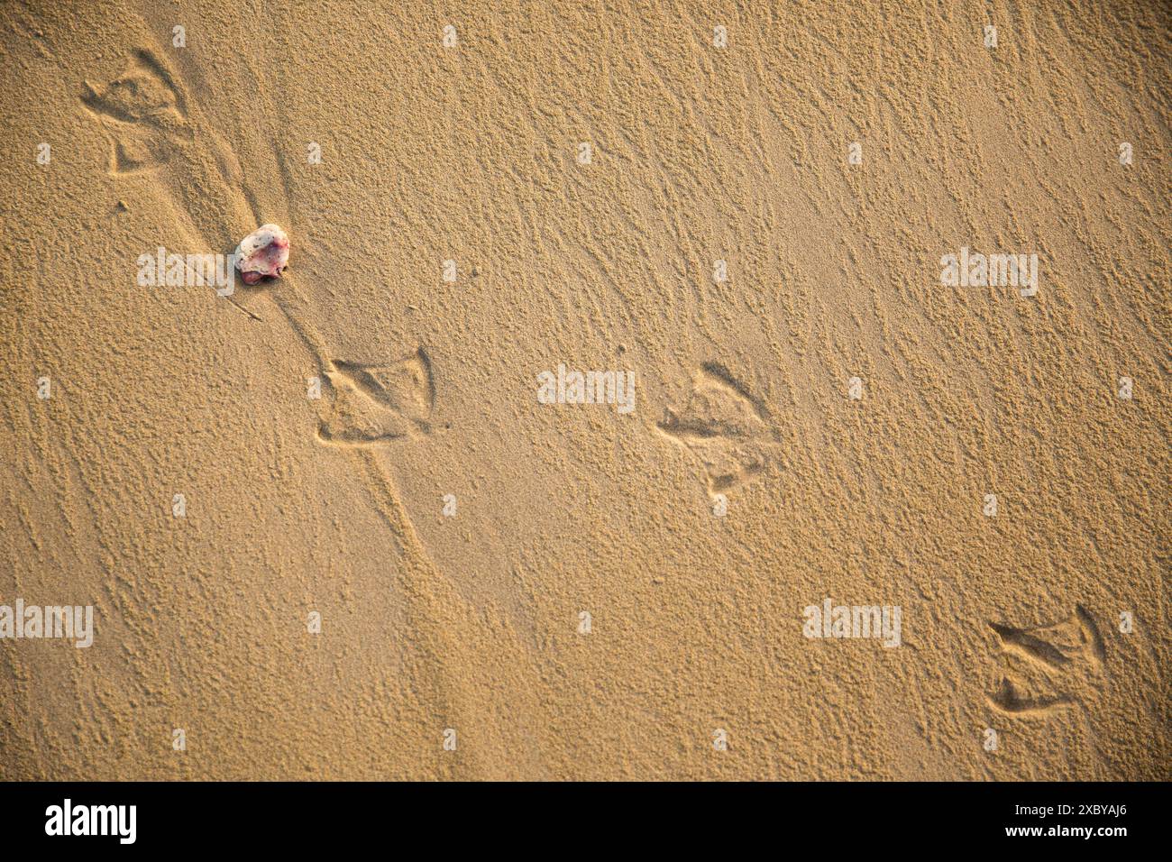 The foot prints of a bird with webbed feet in the sand of a beach on ...