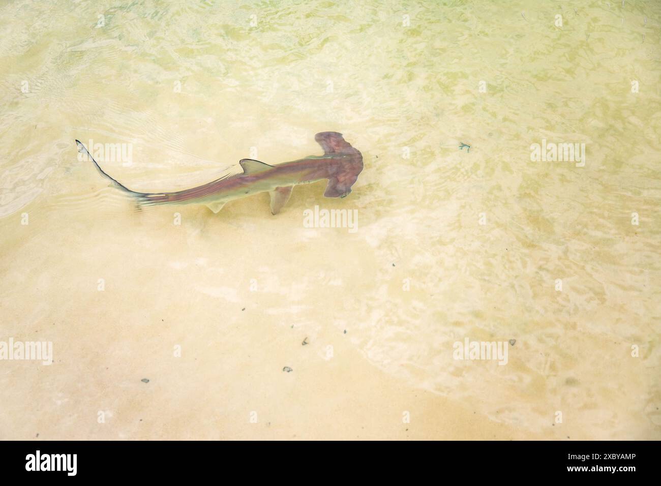 Baby Hammerhead Shark Photos